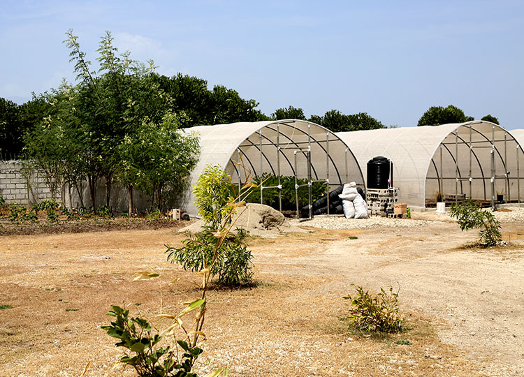 Edible Plant Nursery - Love A Child