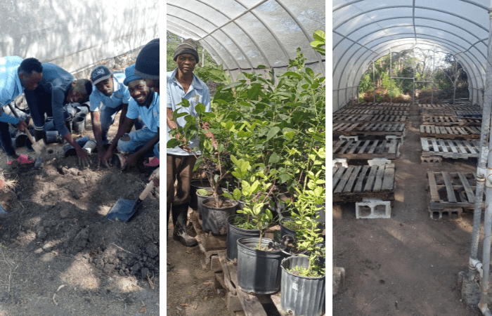 REFORESTATION, MORE TREES FOR HAITI!!! - Love A Child